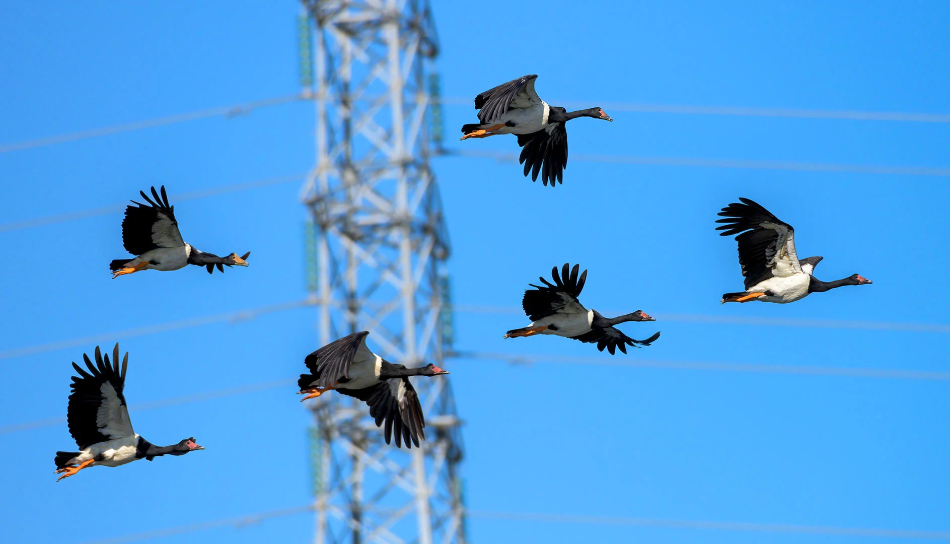 Reducing Bird Strikes to Support Avian Conservation | Energy Innovation ...